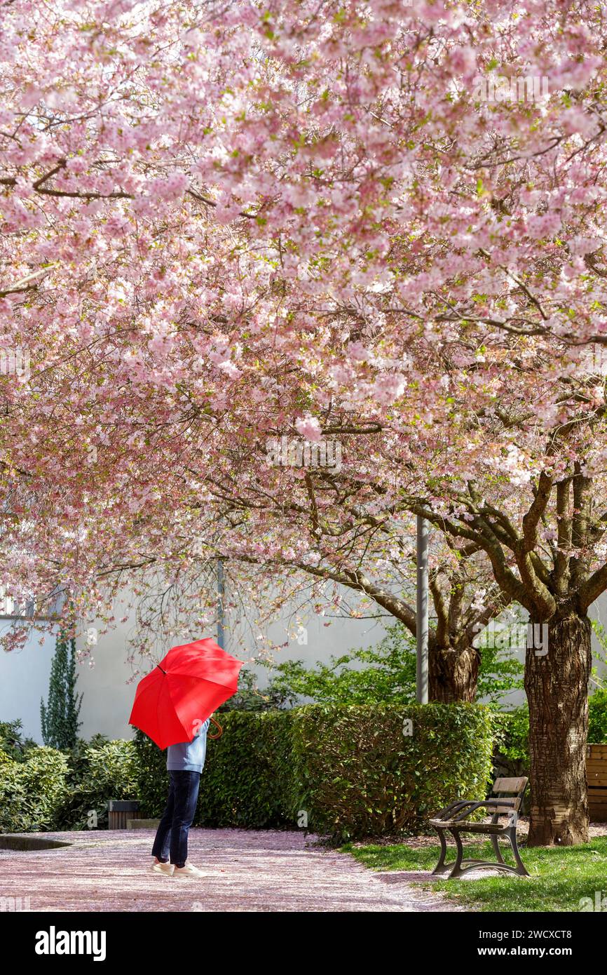 France, Meurthe et Moselle, Nancy, woman with a red umbrella walking ...