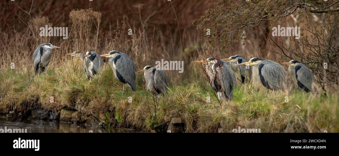 Herons uk winter hi-res stock photography and images - Alamy