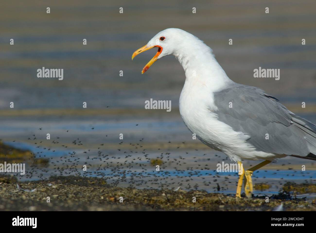 Mono brine basin hi-res stock photography and images - Alamy