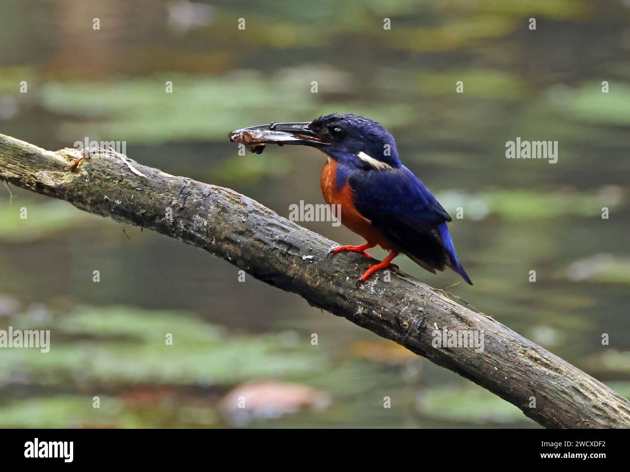 Shining-blue Kingfisher (Alcedo quadribrachus quadribrachus) adult ...