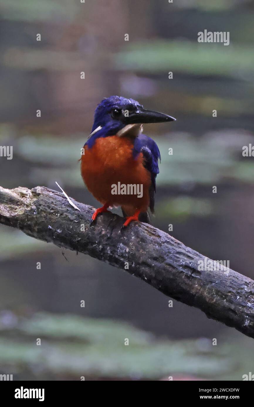 Alcedo quadribrachus hi-res stock photography and images - Alamy