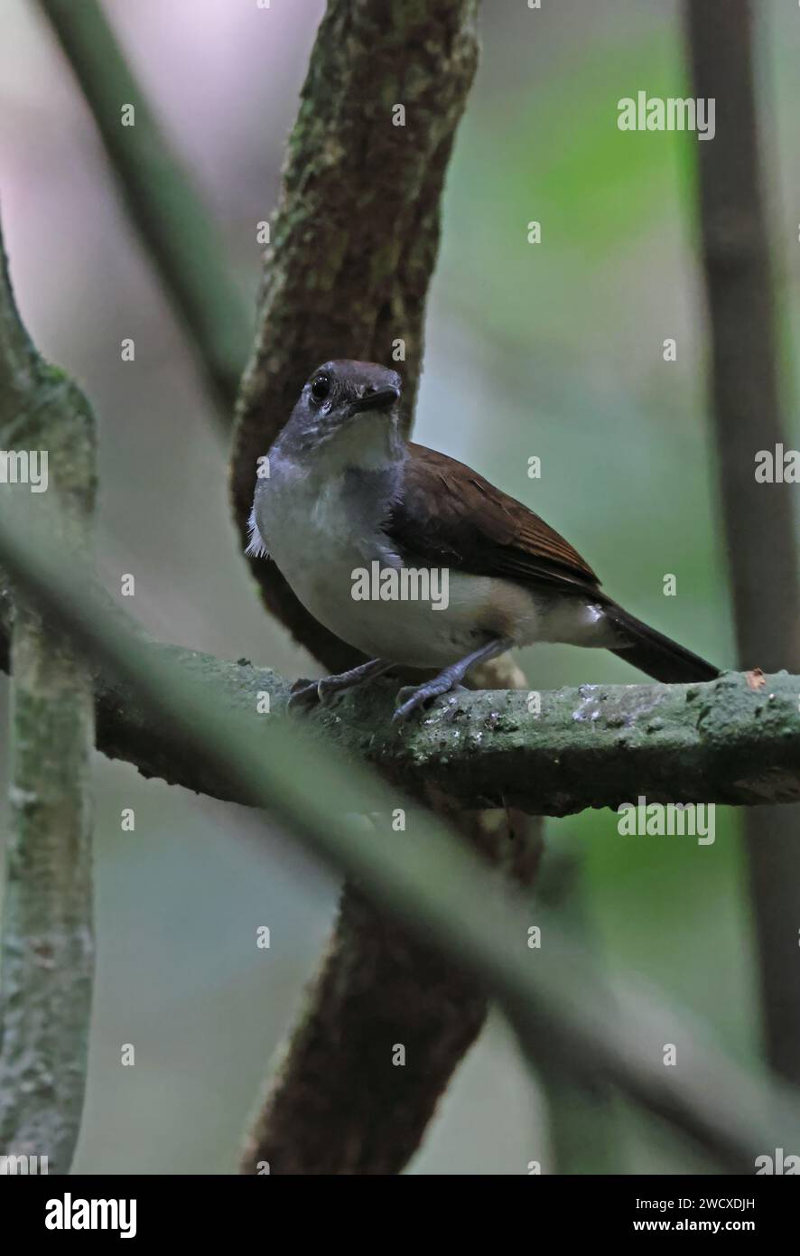 Nature diademata hi-res stock photography and images - Alamy