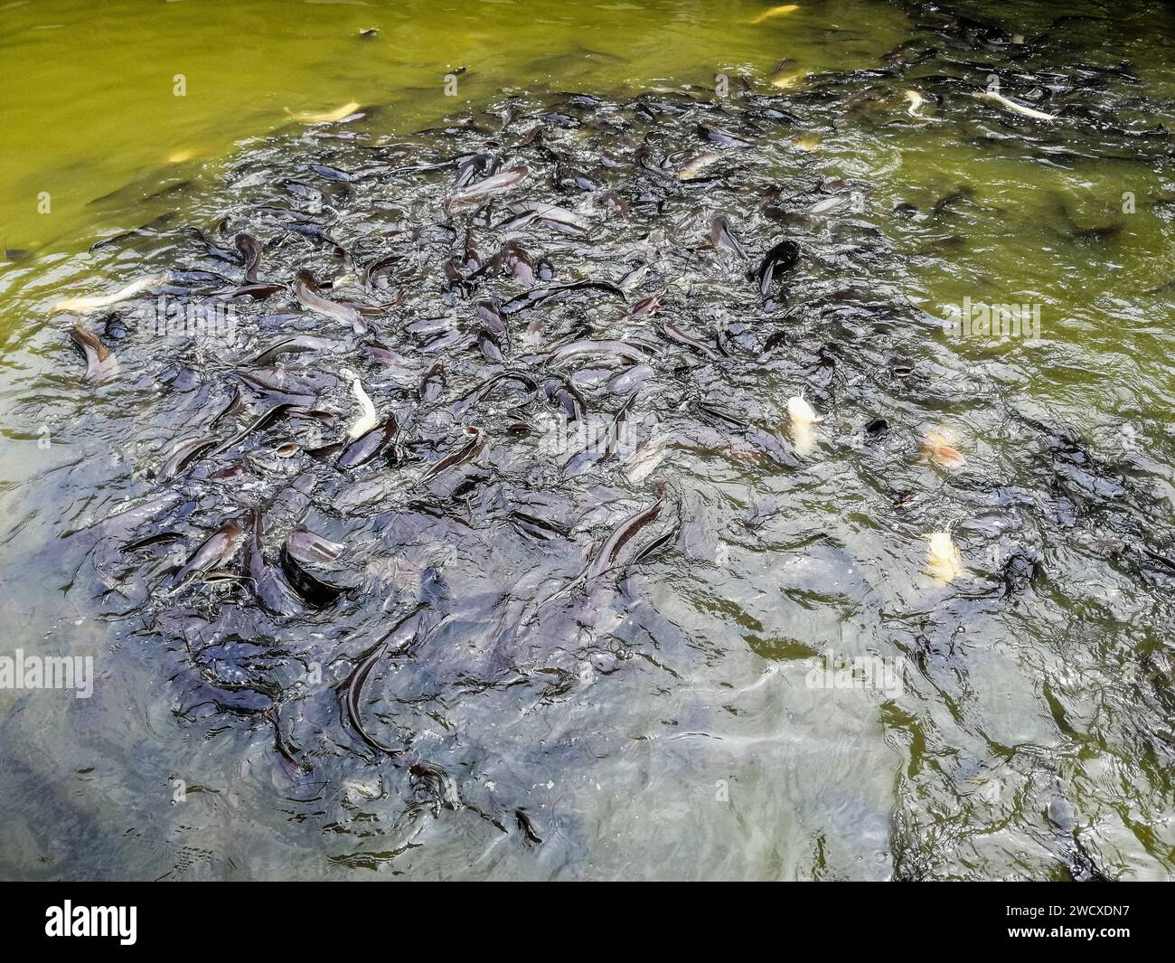 Vietnam, Mekon Delta, catfish Stock Photo - Alamy