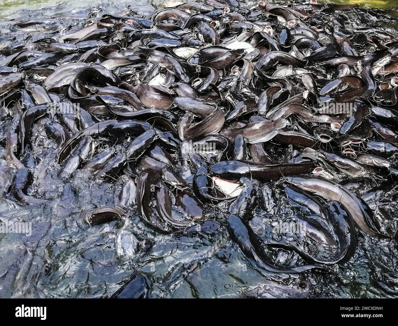 Vietnam, Mekon Delta, catfish Stock Photo - Alamy
