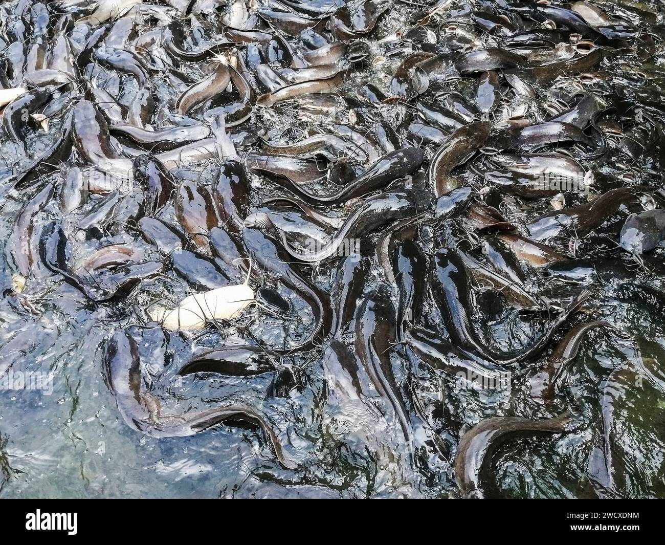 Catfish vietnam hi-res stock photography and images - Alamy