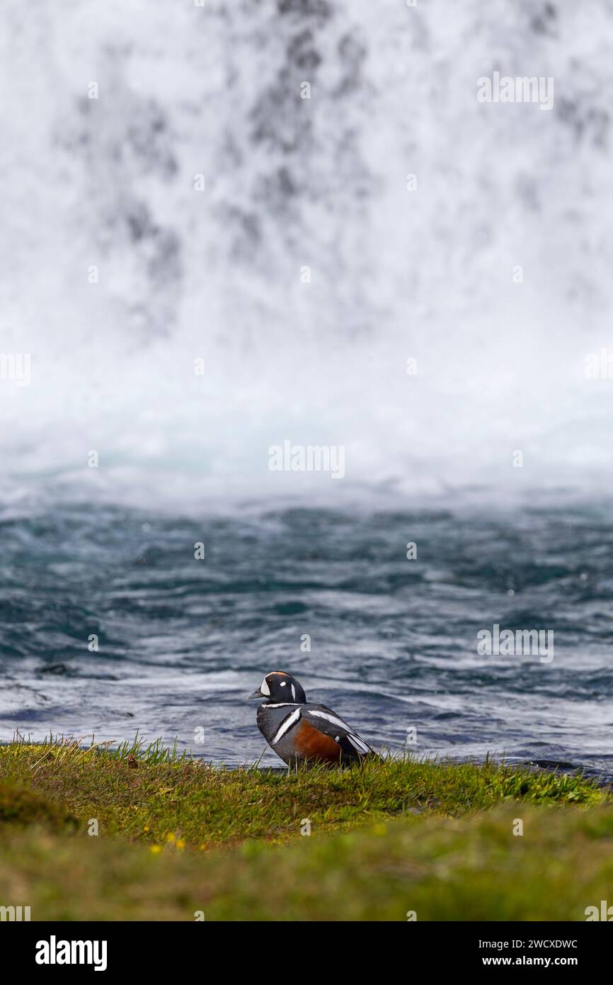 Duck in front of waterfall hi-res stock photography and images - Alamy