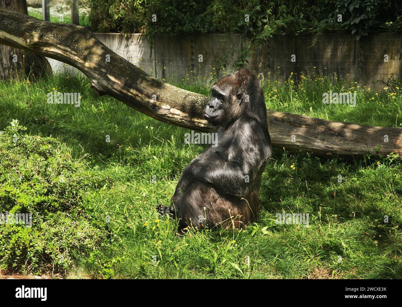 Berlin Zoological Garden. Germany Stock Photo - Alamy