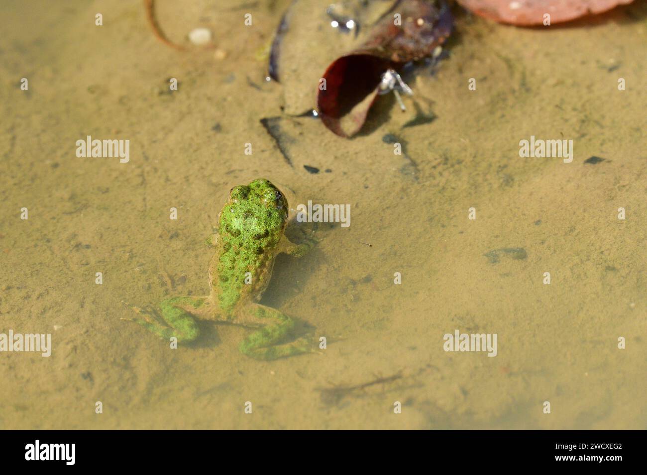Edible frog swims in the muddy water Stock Photo - Alamy