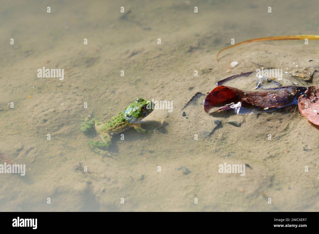 Edible frog swims in the muddy water Stock Photo - Alamy
