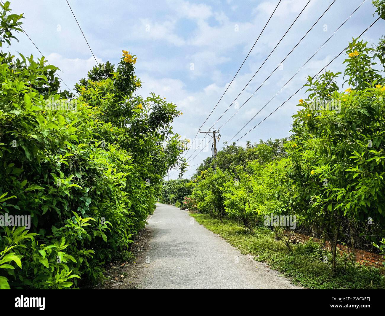Vietnam, Mekong delta, forest Stock Photo - Alamy