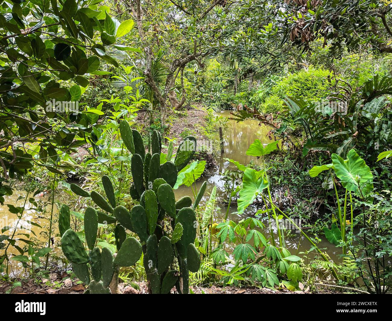 Vietnam, Mekong delta, forest Stock Photo - Alamy