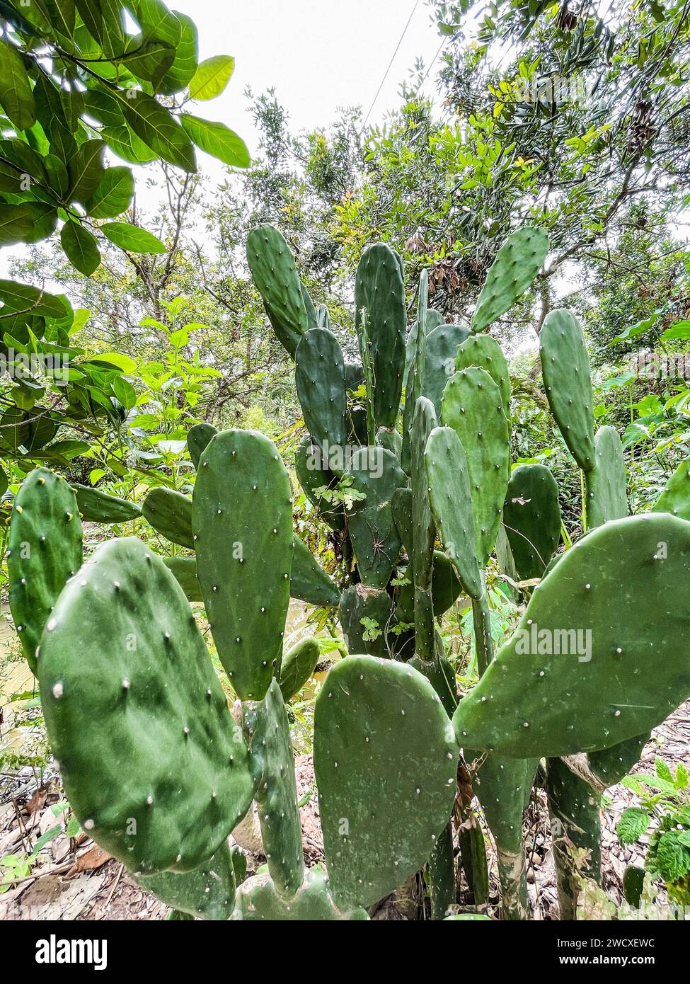 Vietnam, Mekong delta, forest Stock Photo - Alamy
