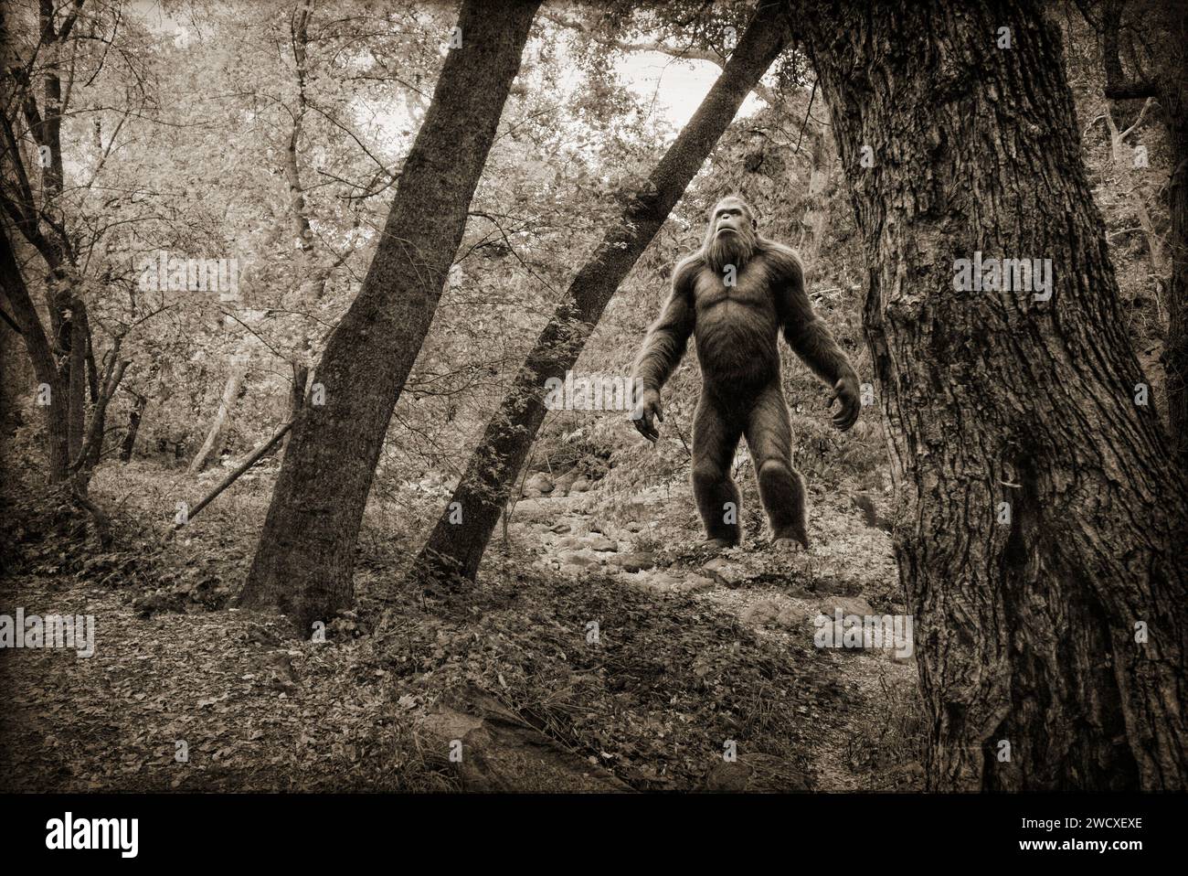 Bigfoot (Sasquatch) in the forest Stock Photo - Alamy