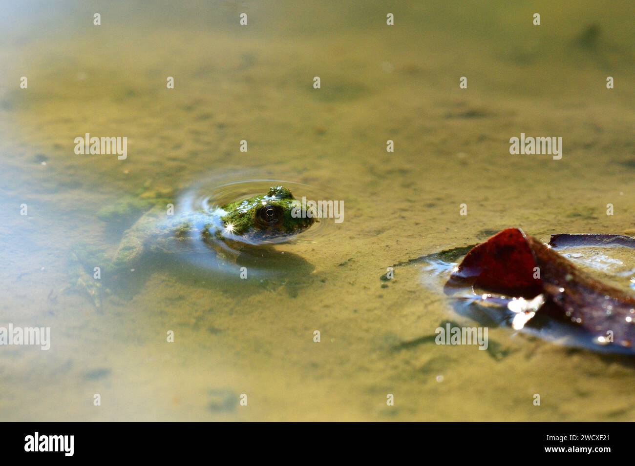 Edible frog swims in the muddy water Stock Photo - Alamy