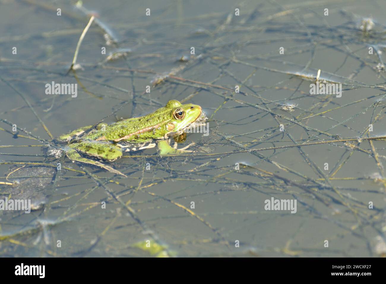 Edible frog swims in the muddy water Stock Photo - Alamy