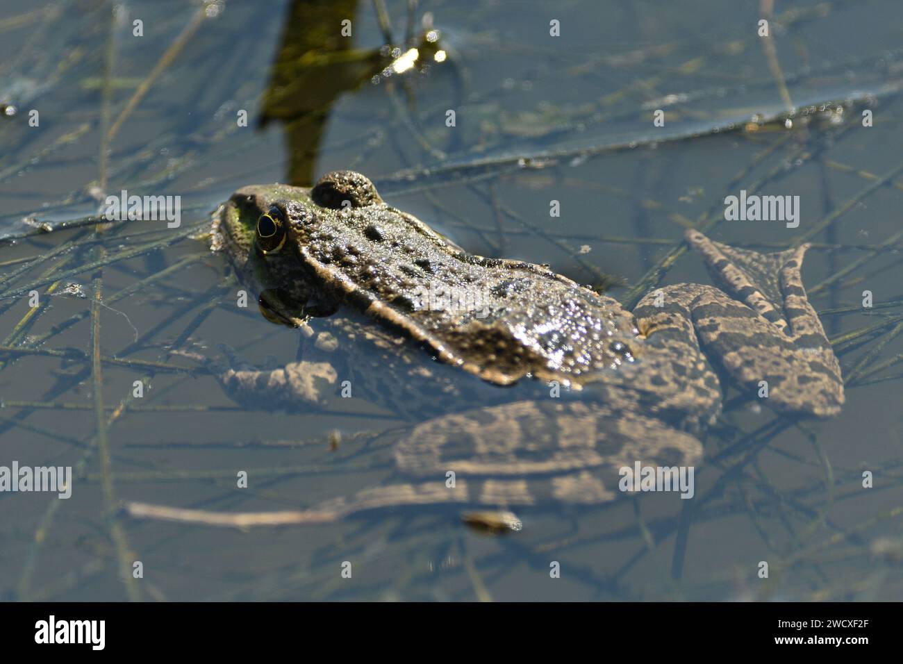 Common frog swings in muddy water Stock Photo - Alamy