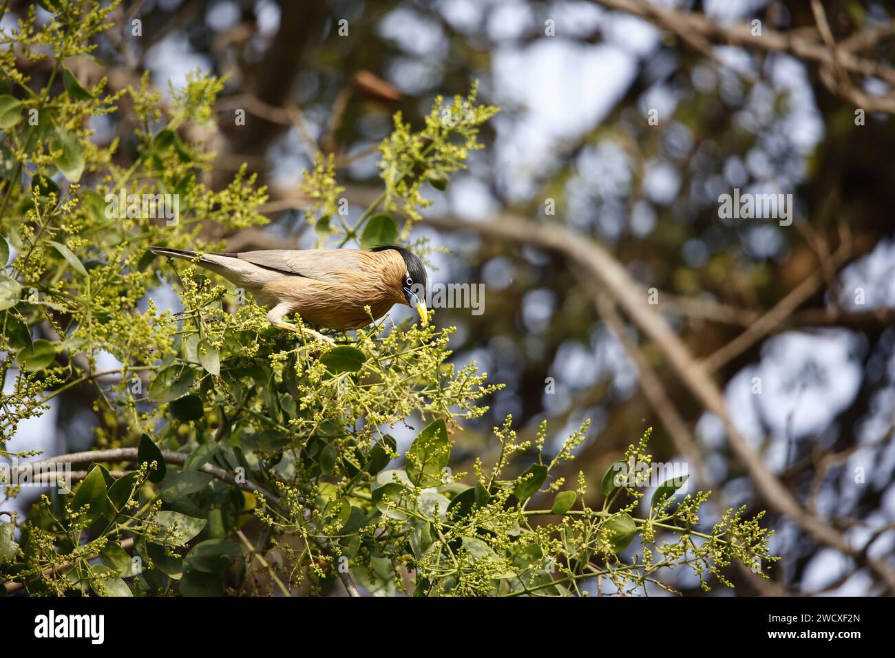 Brahminy starling chick hi-res stock photography and images - Alamy