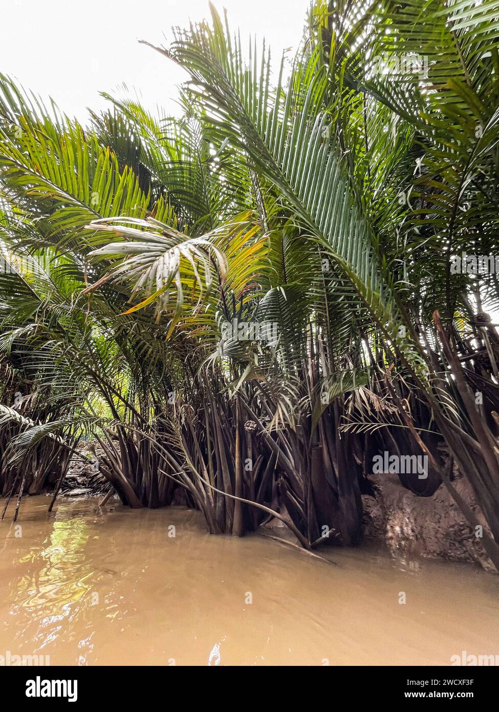 Vietnam, Mekong delta, landscape Stock Photo - Alamy