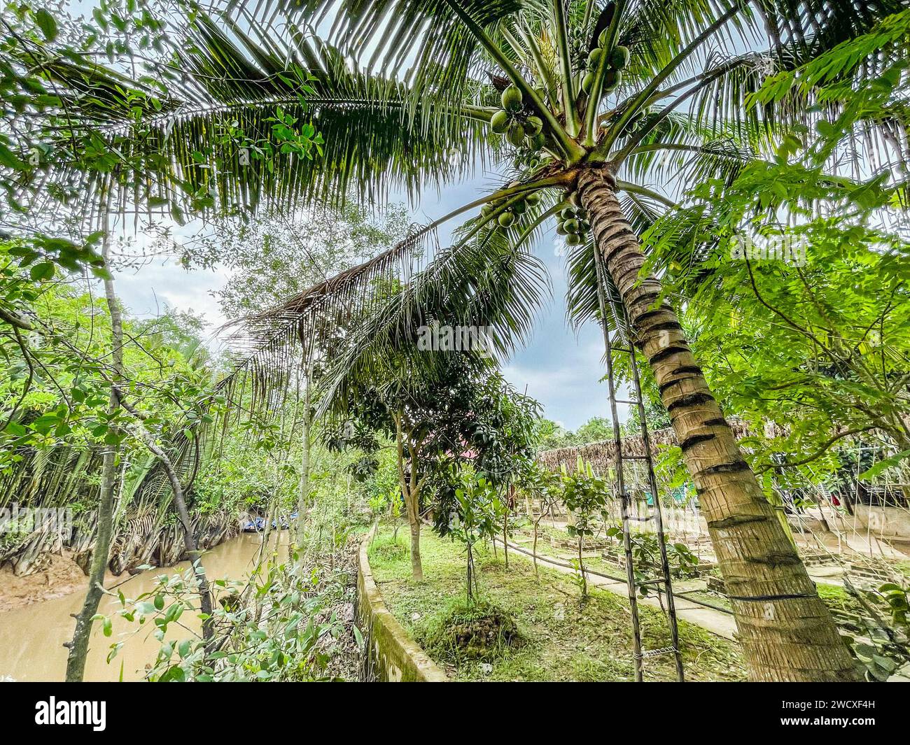 Vietnam, Mekong delta, forest Stock Photo - Alamy