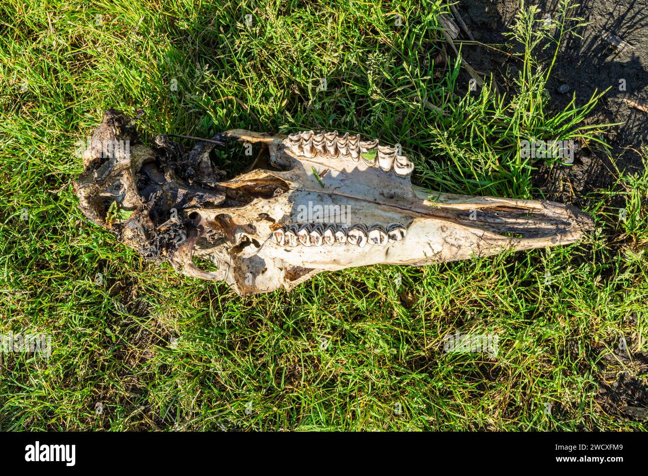 Elk teeth hi-res stock photography and images - Alamy