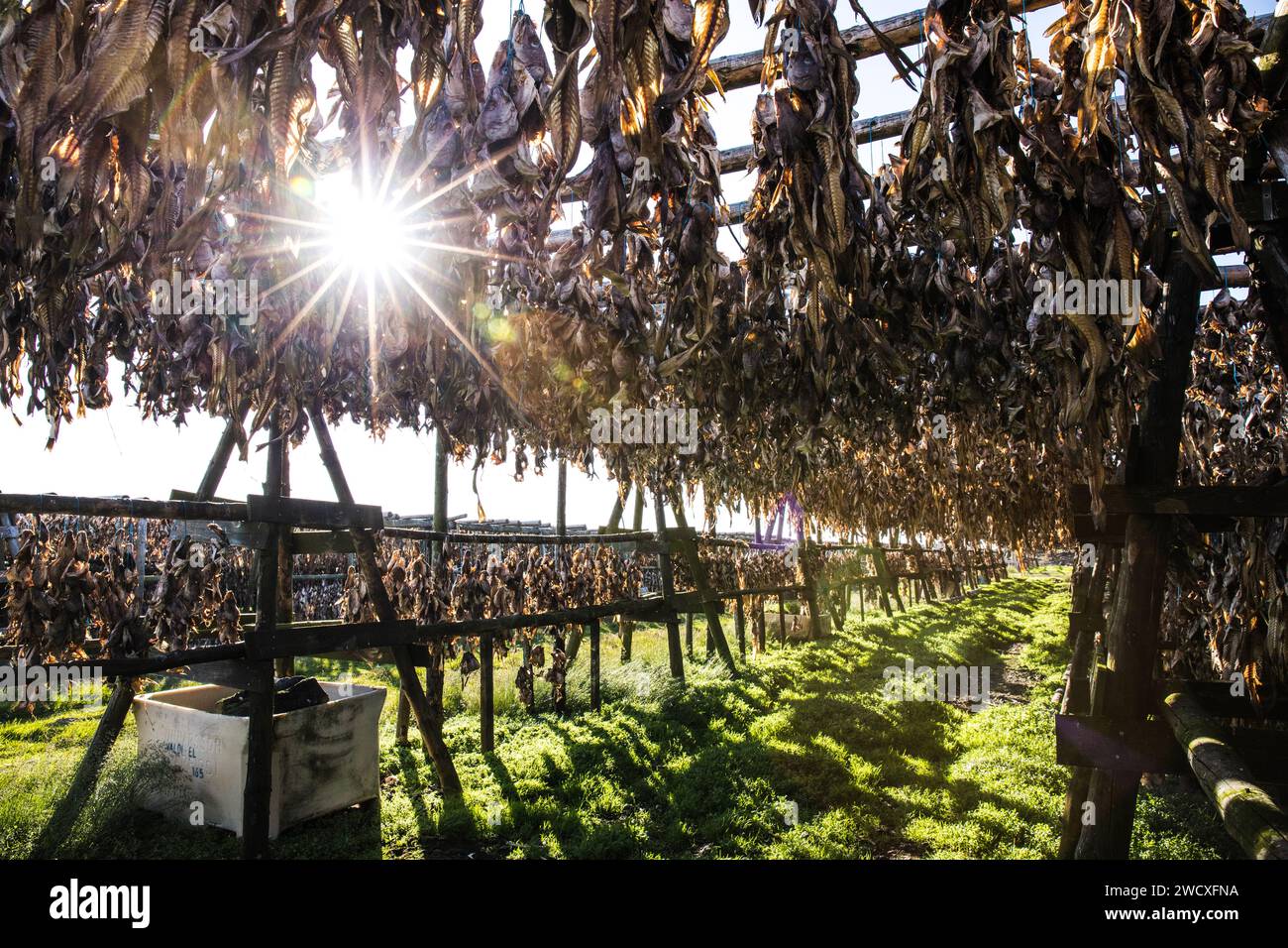 Fish drying plant hi-res stock photography and images - Alamy