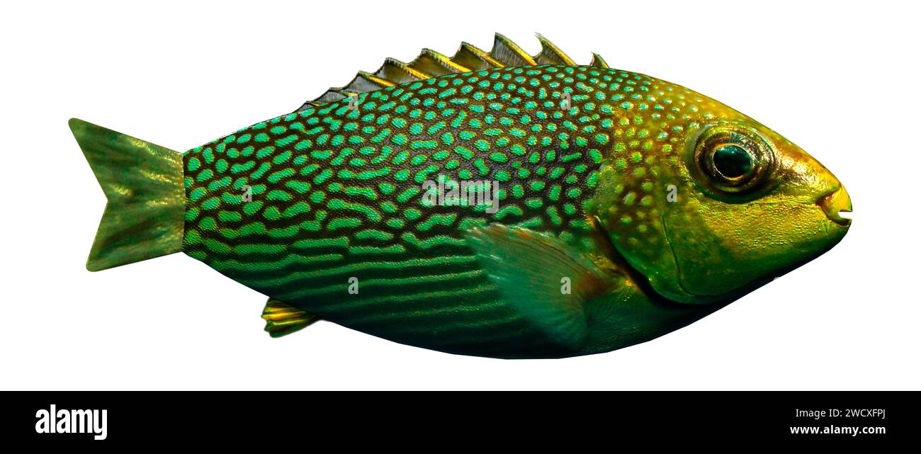 3D rendering of a green tropical saltwater fish isolated on white ...