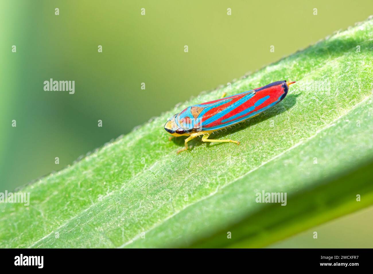 A candy-striped leafhopper walks the leaf of a backyard swamp milkweed ...