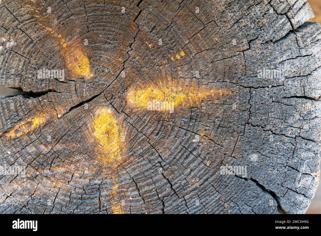 an old tree trunk with knots cracks and annual rings. Wooden background ...