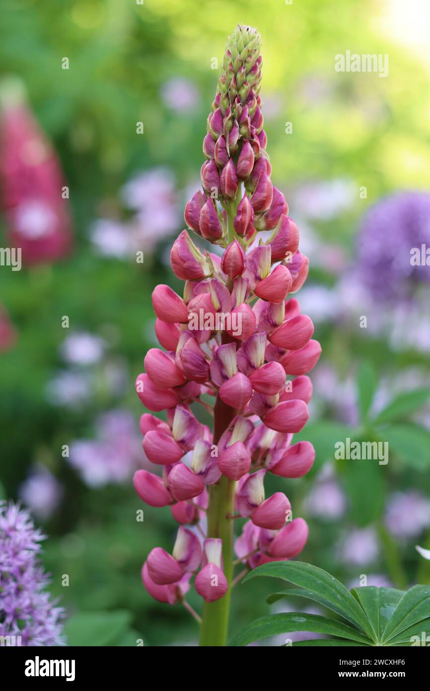 Long flower border in a garden hi-res stock photography and images - Alamy