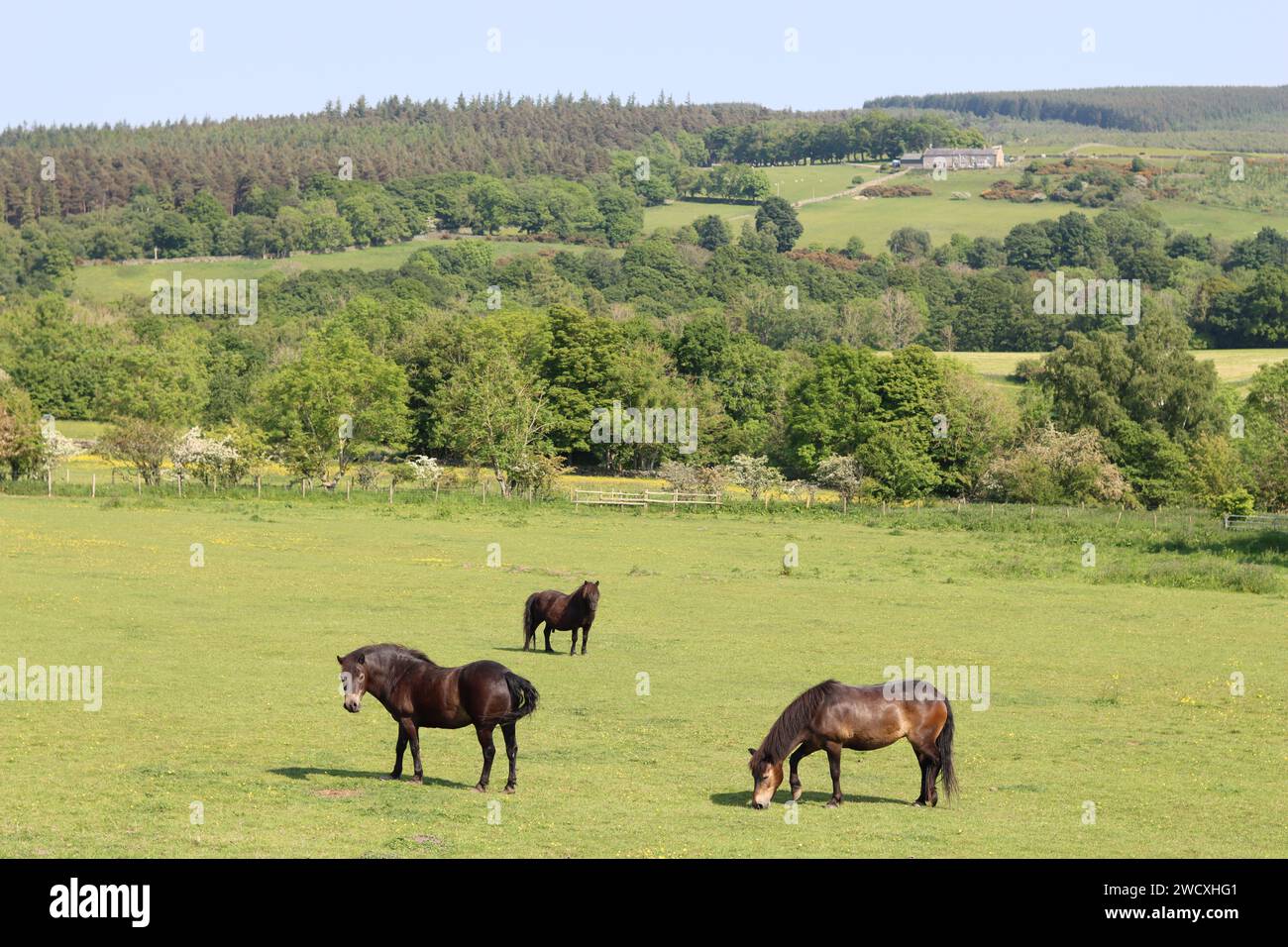 Horses and ponies grazing in a meadow in rural countryside in sunshine ...
