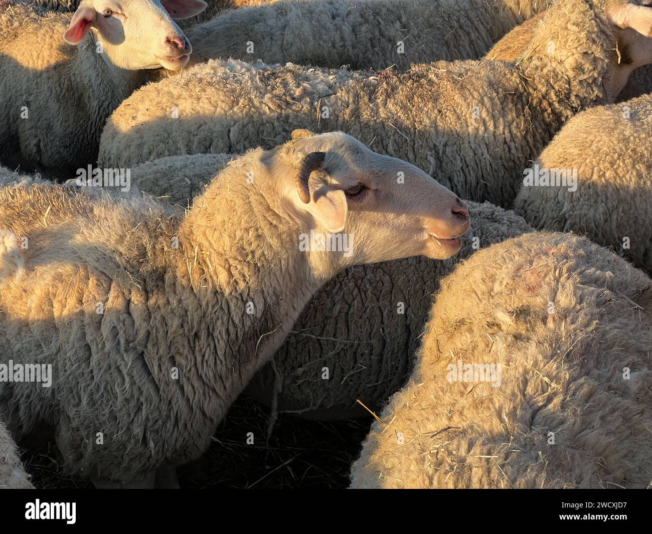 A flock of sheep in a barn, sheep on a farm Stock Photo - Alamy