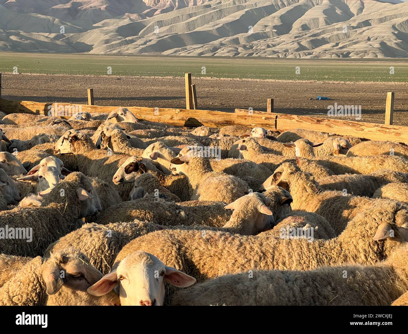 A flock of sheep in a barn, sheep on a farm Stock Photo - Alamy