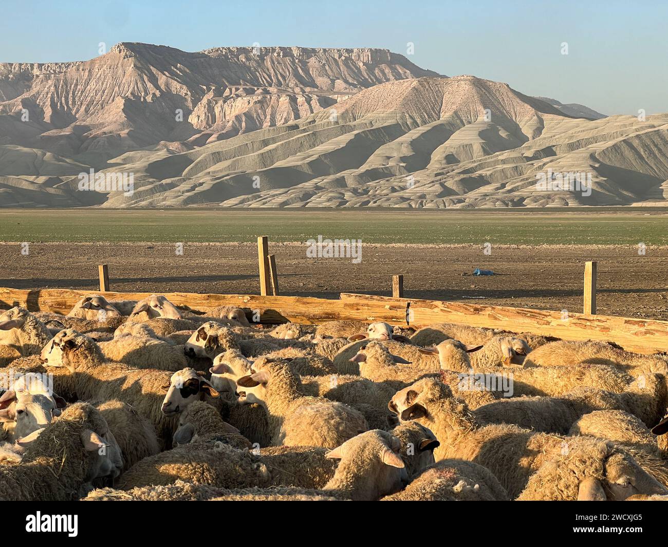 A flock of sheep in a barn, sheep on a farm Stock Photo - Alamy