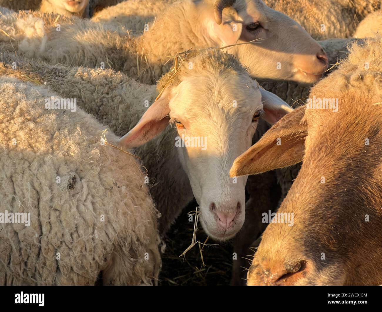 A flock of sheep in a barn, sheep on a farm Stock Photo - Alamy
