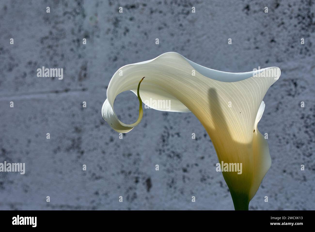 Cup shaped flower hi-res stock photography and images - Alamy