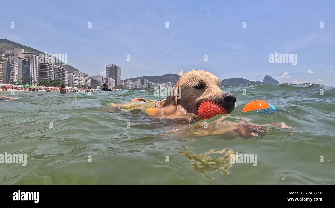 January 17, 2024, Rio De Janeiro, Rio De Janeiro, Brazil: A Golden ...