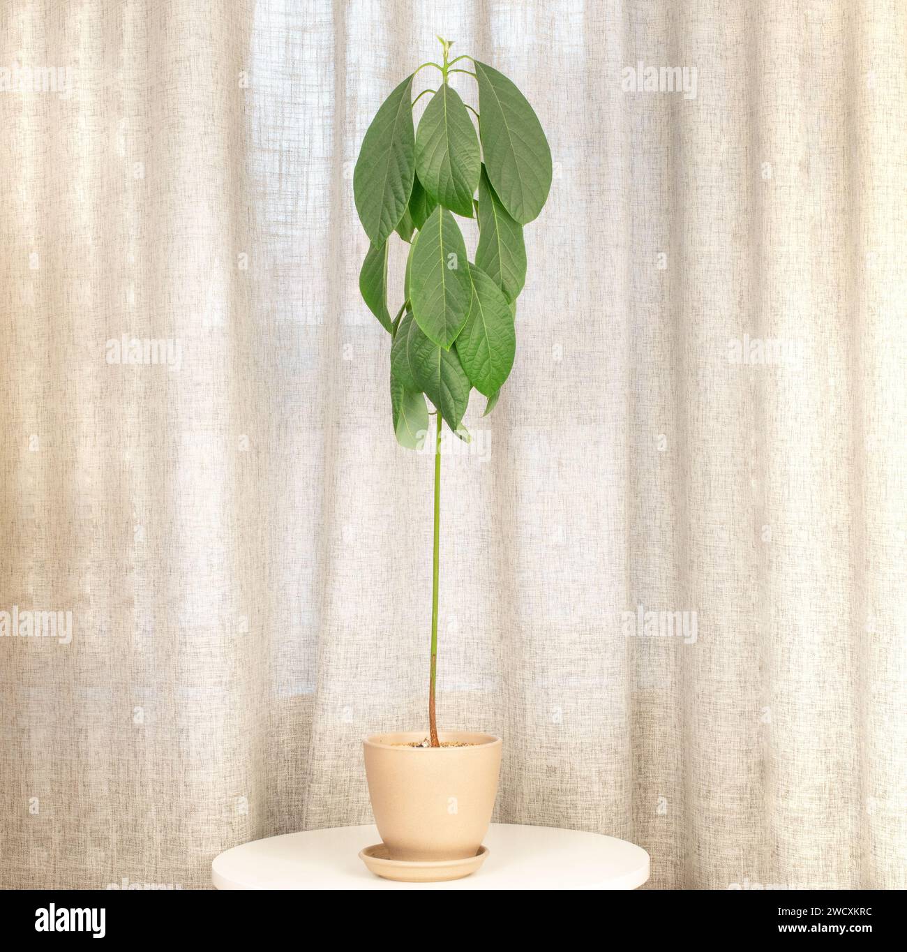 One avocado sprout, 8 months, macro Stock Photo - Alamy