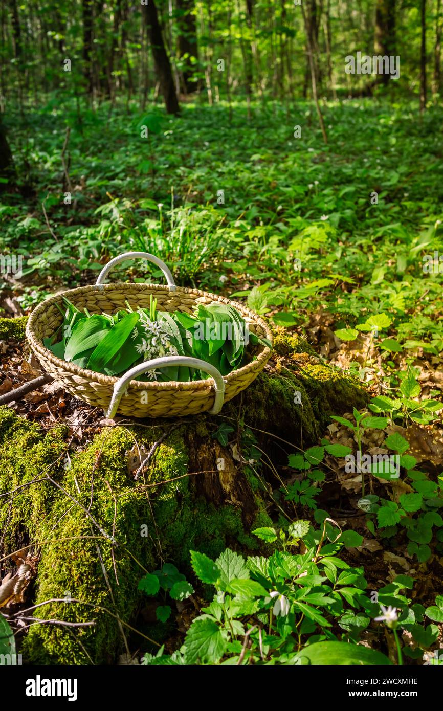 Picking wild garlic (allium ursinum) in forest. Wild garlic, ramson ...
