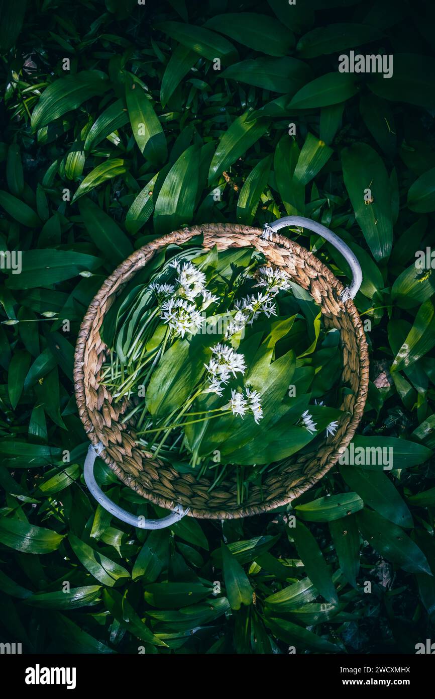 Picking wild garlic (allium ursinum) in forest. Wild garlic, ramson ...