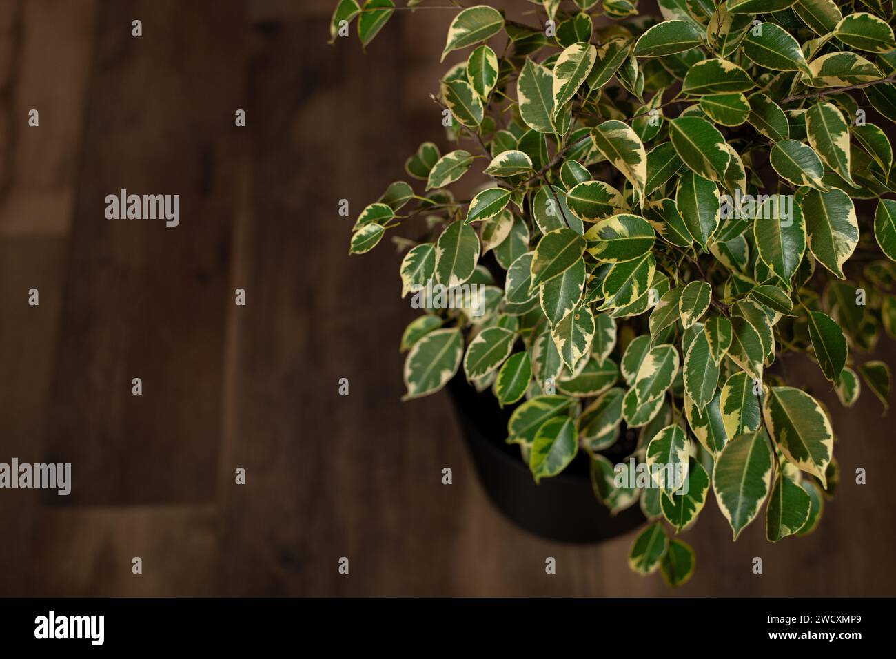 Trending indoor plants - potted ficus benjamina against white wall in ...