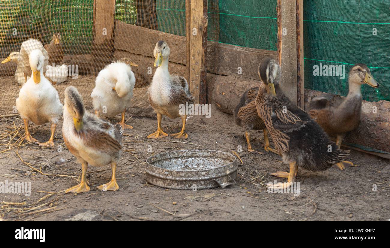 Young ducks and geese in an aviary on a farm in the village. Domestic ...