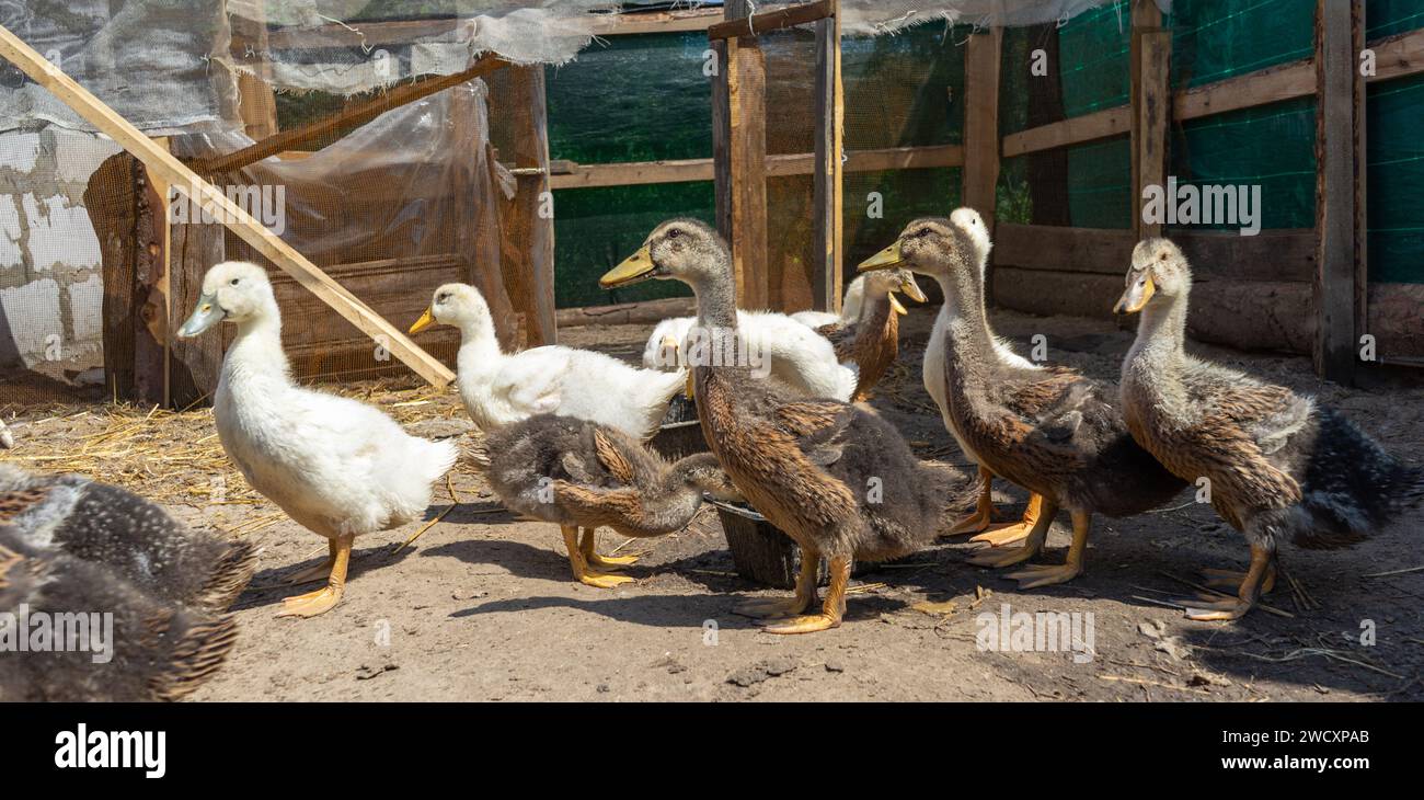 Young ducks and geese in an aviary on a farm in the village. Domestic ...