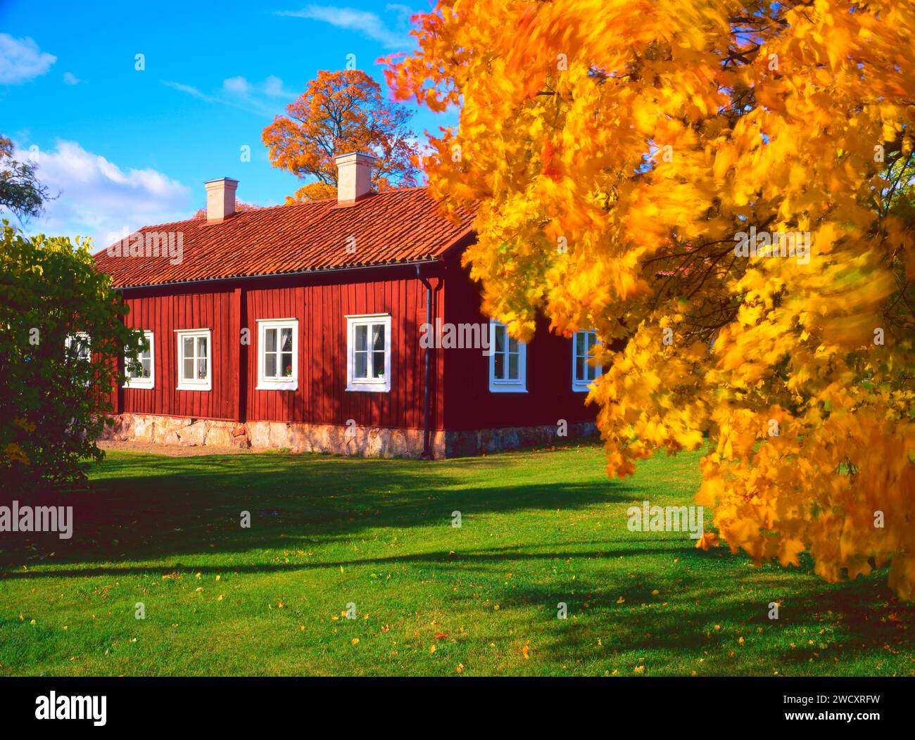 Tumbo tree hi-res stock photography and images - Alamy