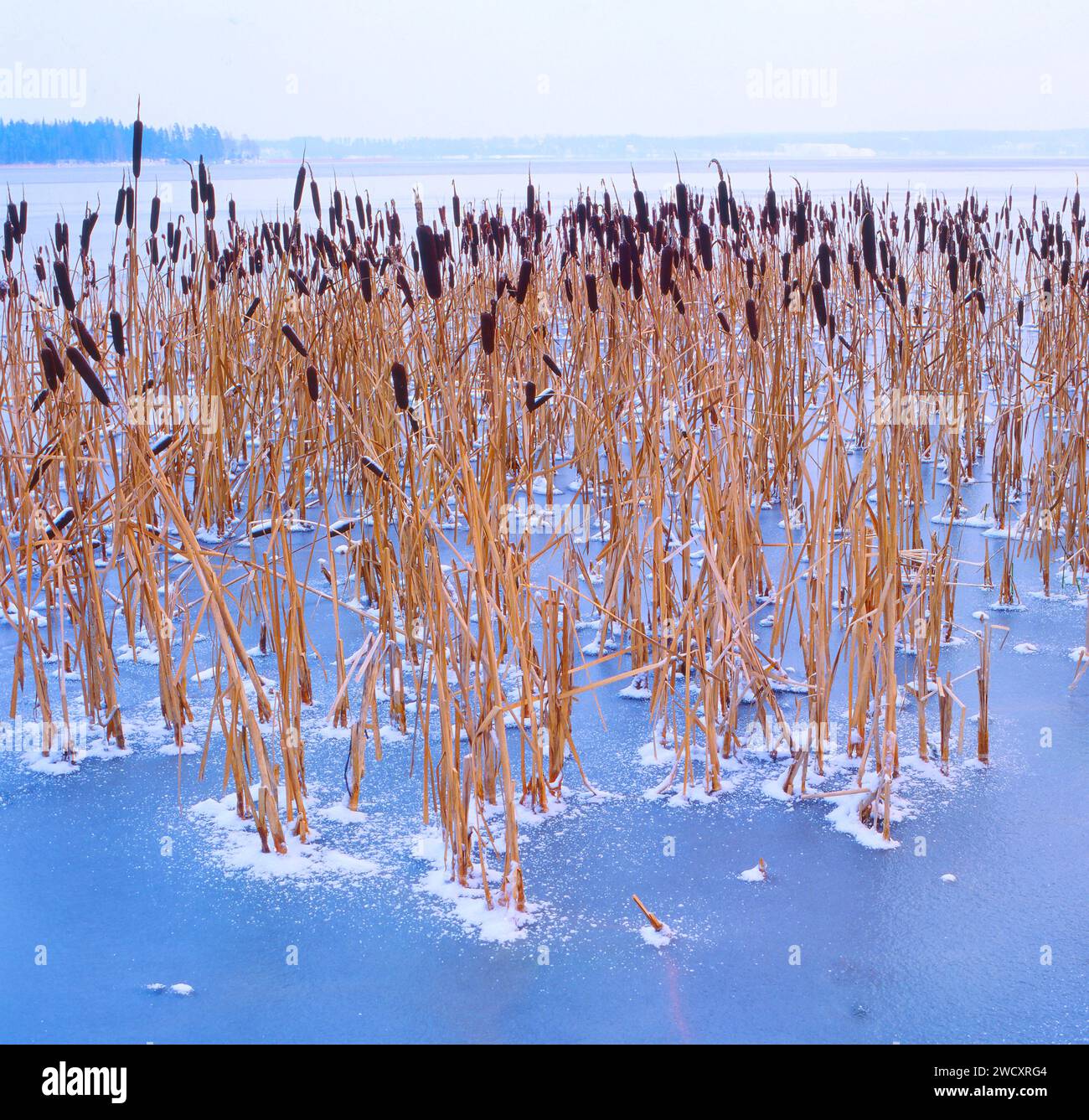 Typha latifolia, broadleaf cattail Stock Photo - Alamy