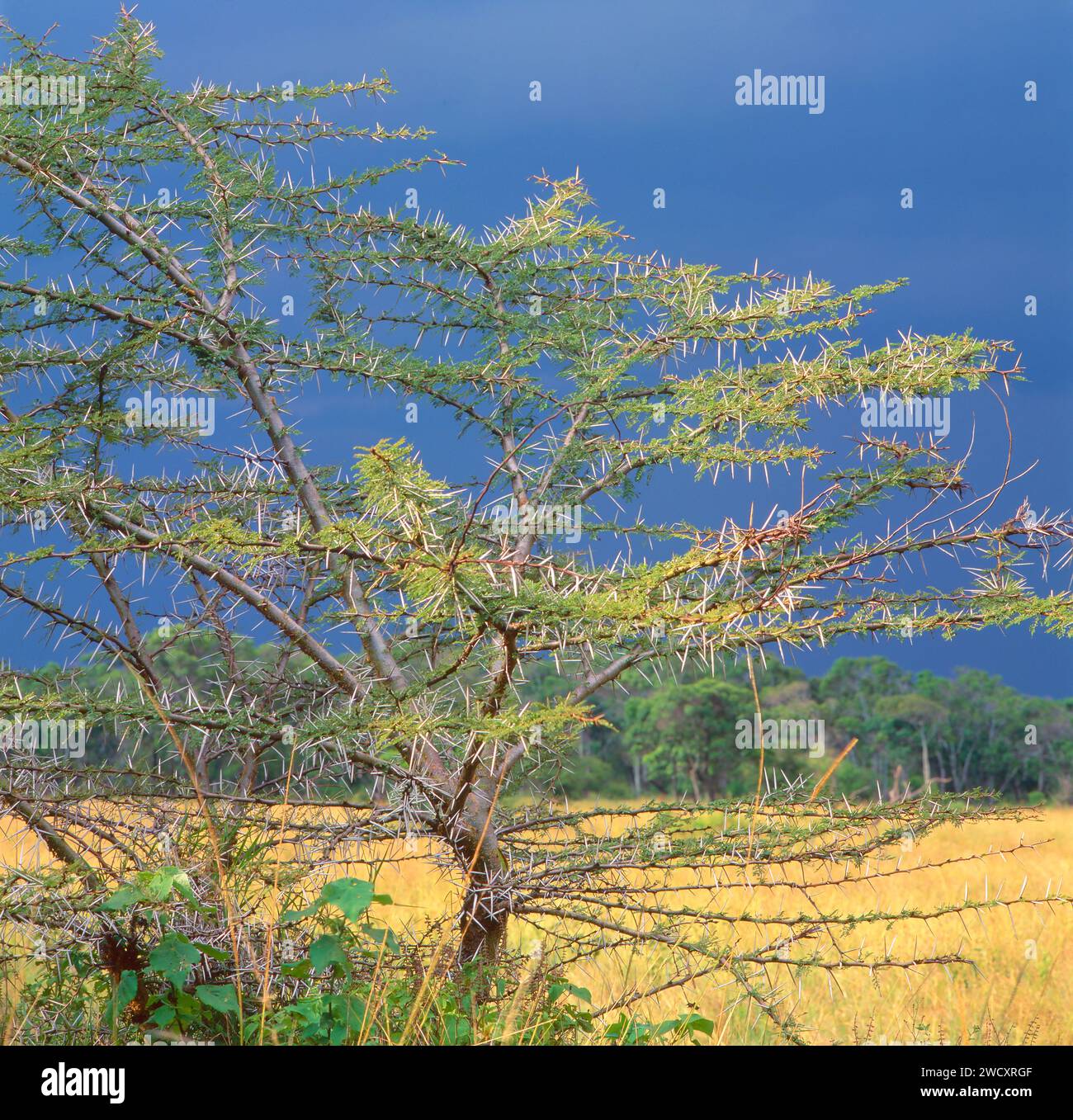 Akacia tree hi-res stock photography and images - Alamy
