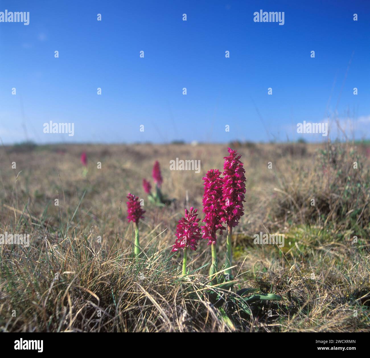 Alvar plants hi-res stock photography and images - Alamy
