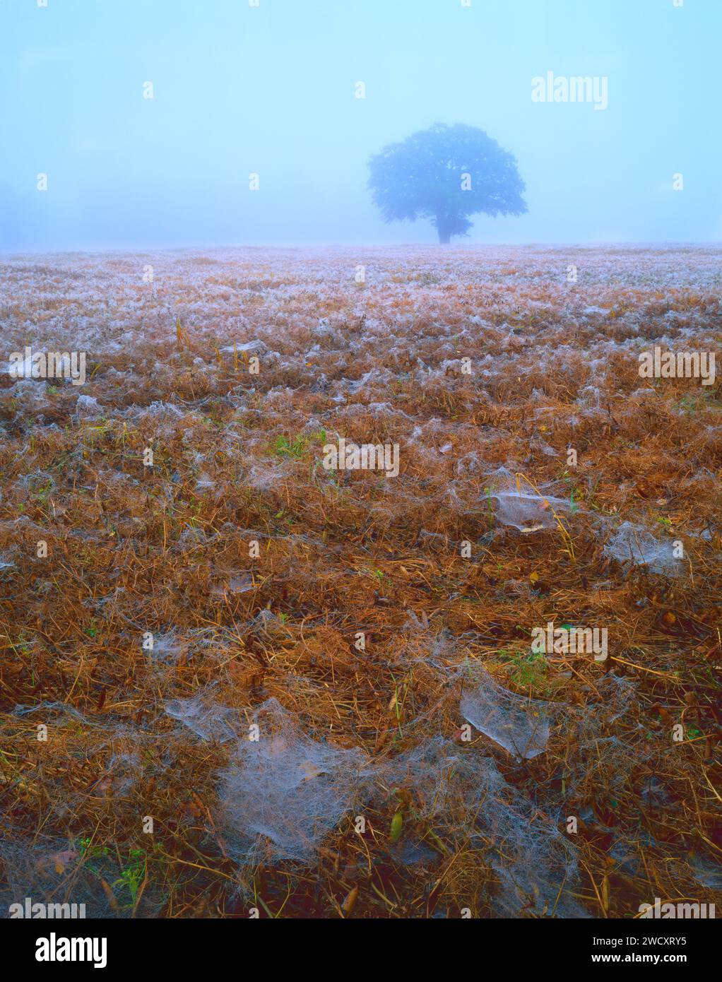 Field with many spiders web Stock Photo - Alamy