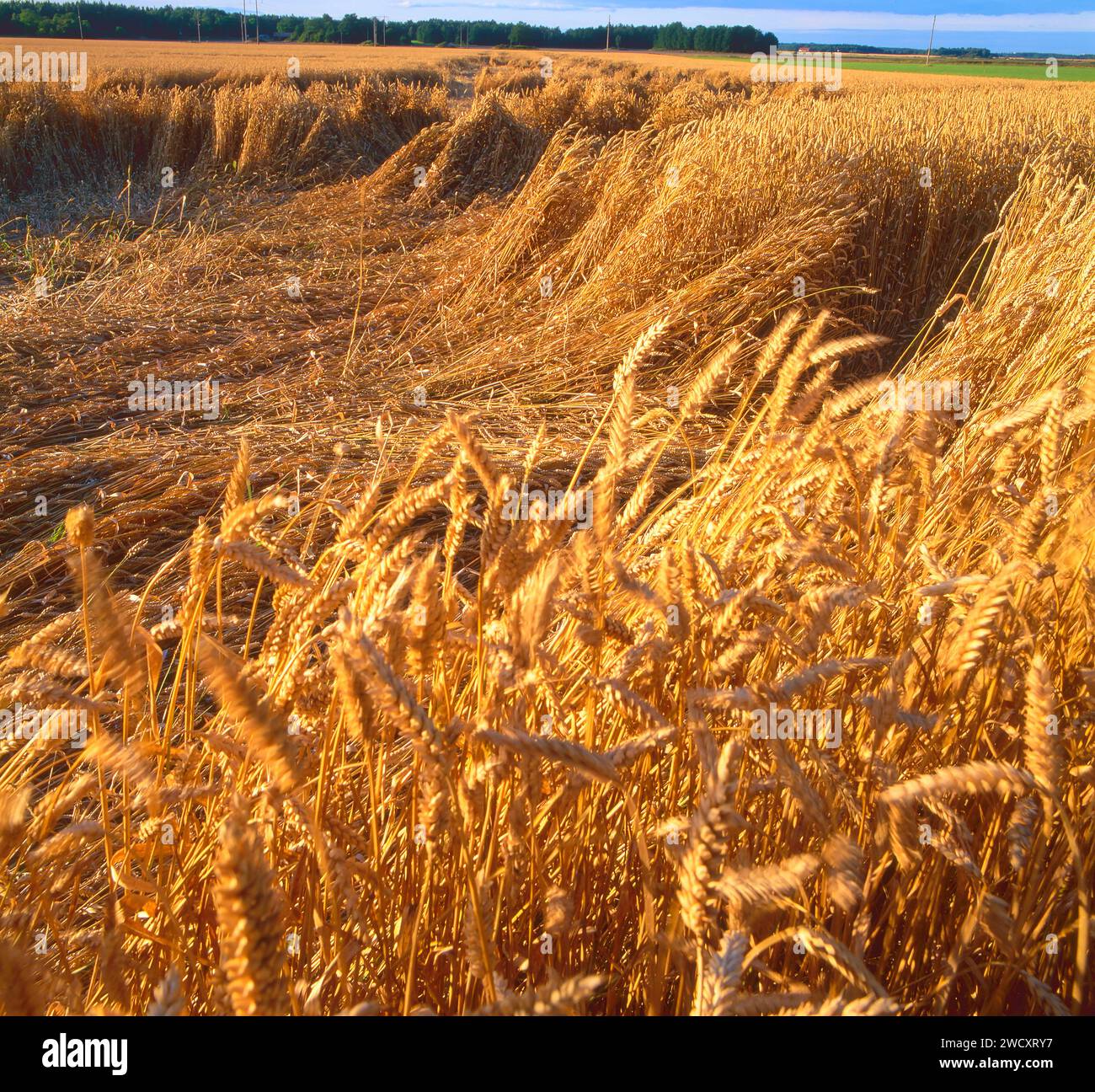 Wheat field partly destroyed by rain Stock Photo - Alamy