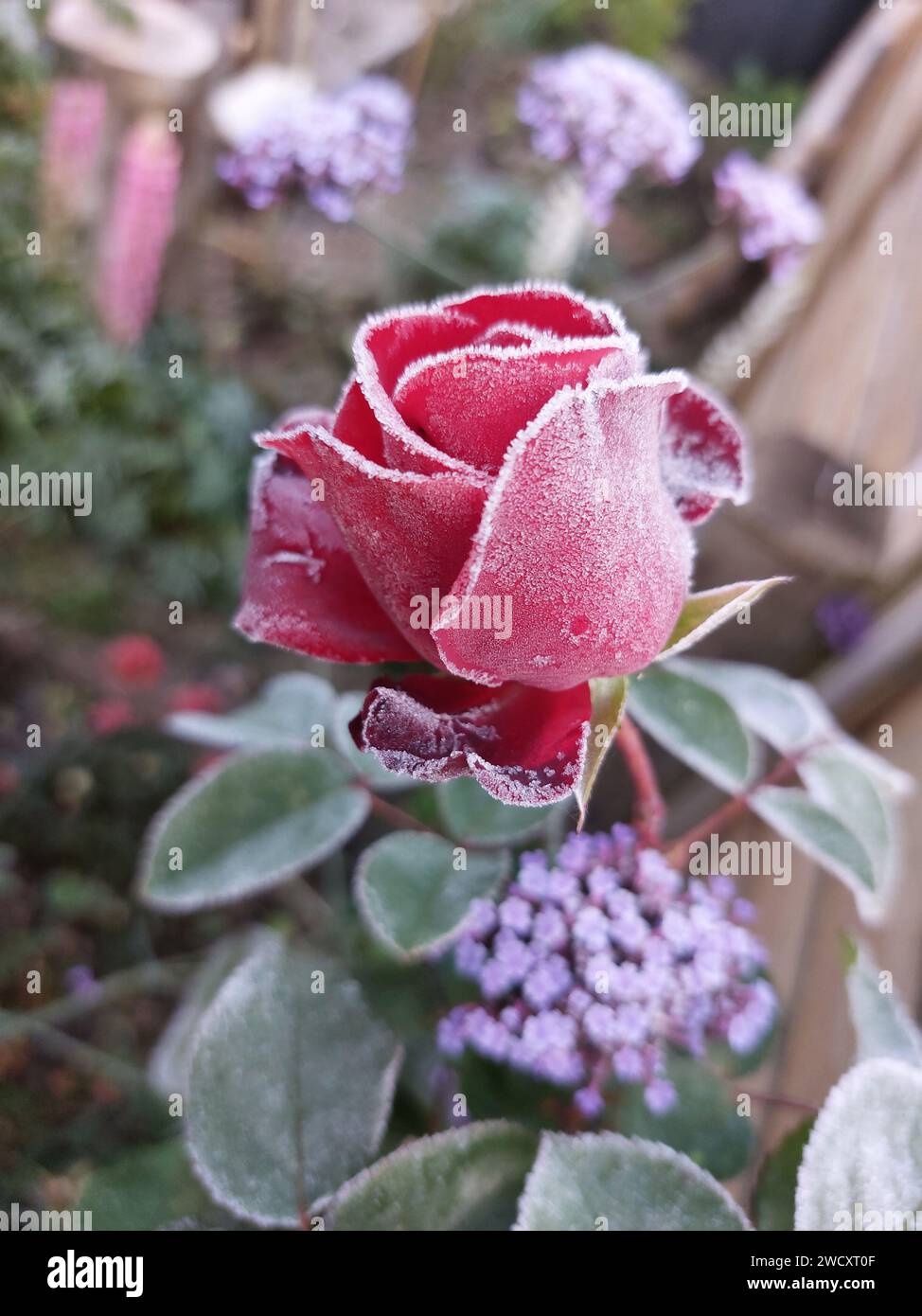 A vertical closeup of a pink rose covered in frost Stock Photo - Alamy