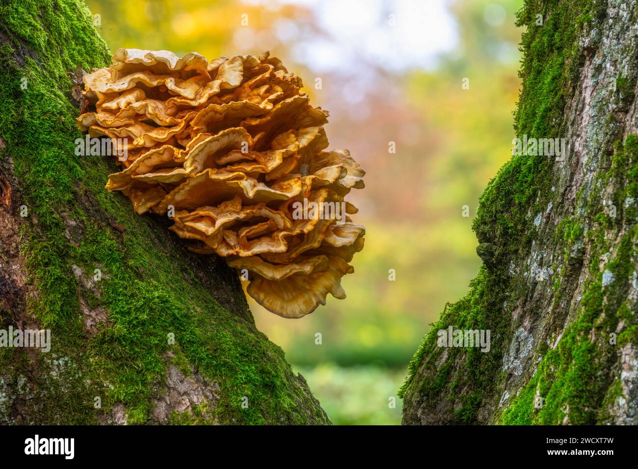 Fungus on oak tree trunk hi-res stock photography and images - Alamy